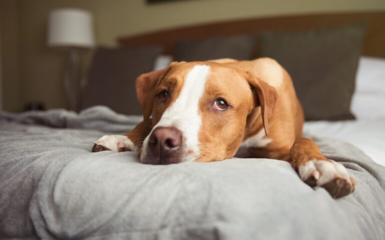 Zylkene - To help calm and relax pets - Zylkene Canada